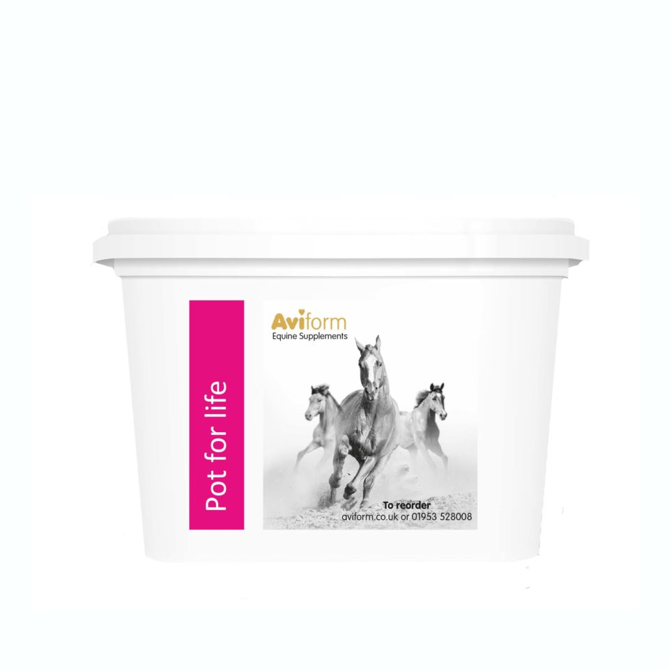 Suppleaze Gold | Horse Joint Supplement | Aviform