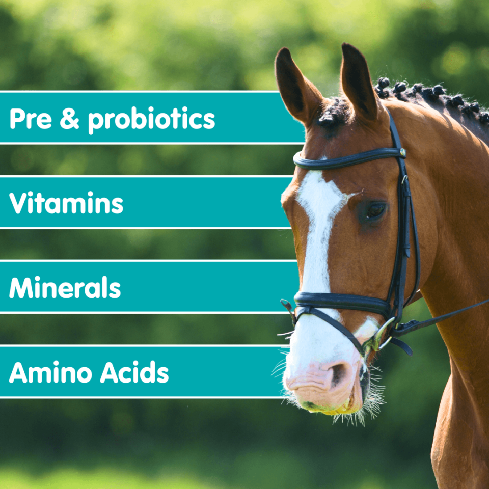 Equine All-in-One Supplement | Pro-Complete | Aviform