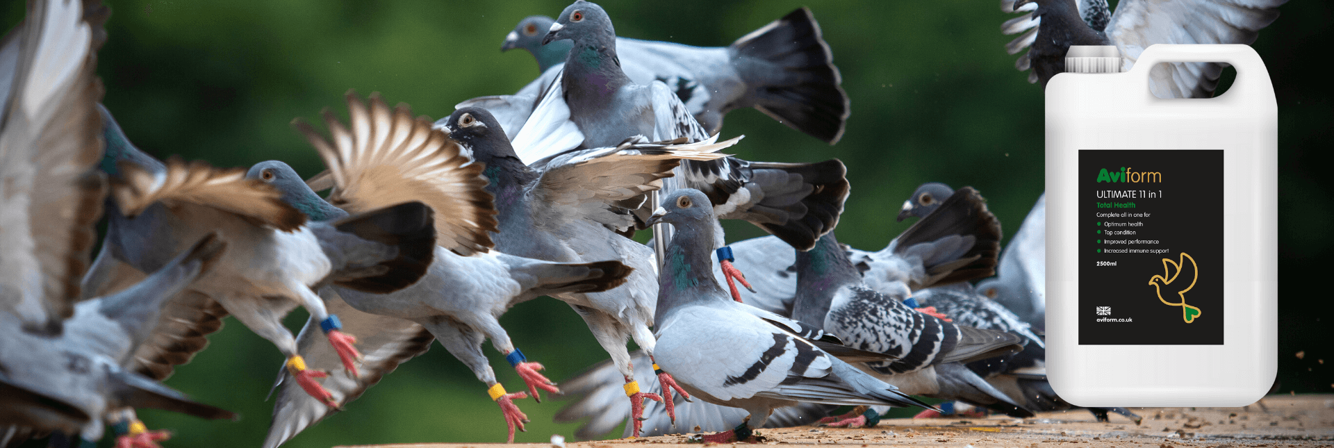 Aviform | Nutritional Supplements for Animals