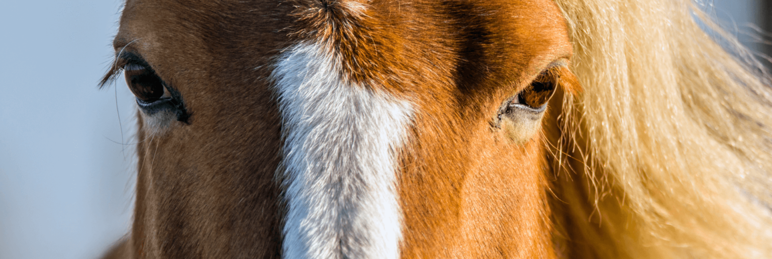 Aviform | Nutritional Supplements for Animals