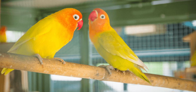 Aviform | Nutritional Supplements for Animals