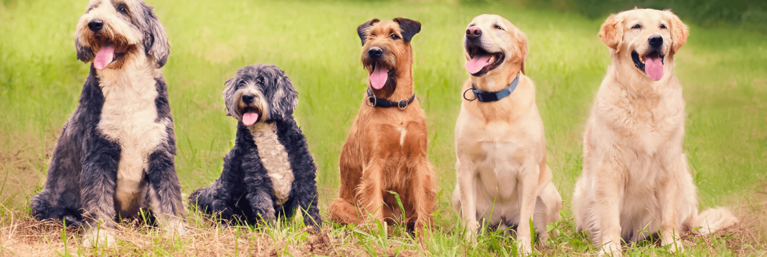 Aviform | Nutritional Supplements for Animals