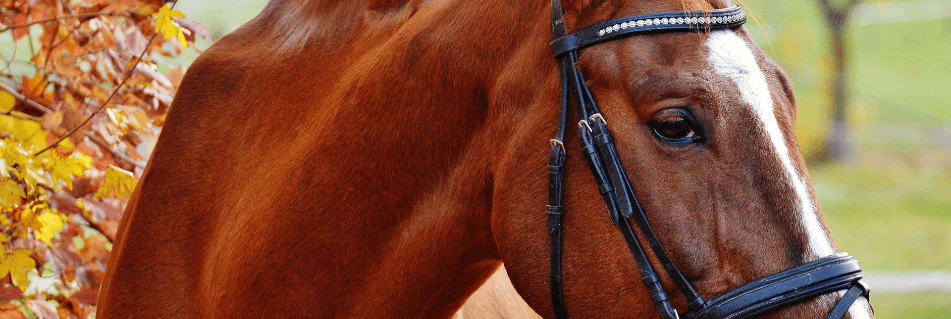 Aviform | Nutritional Supplements for Animals